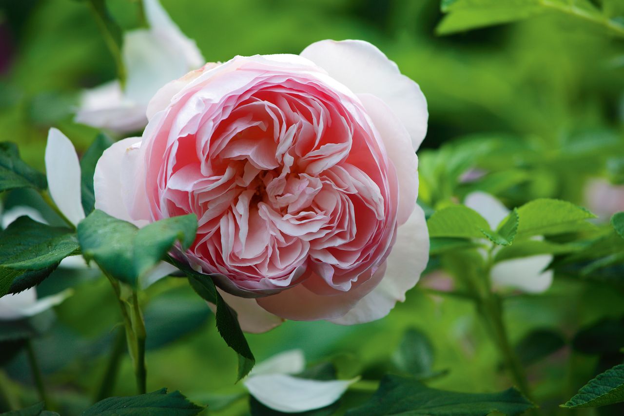 How to deadhead roses: expert techniques for more blooms | Homes and ...