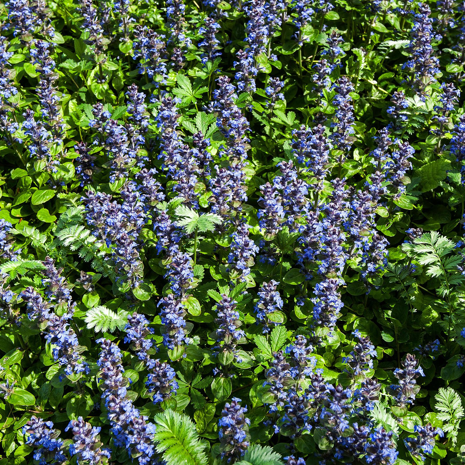 The 5 best native plants to stop weeds and add some beauty | Ideal Home