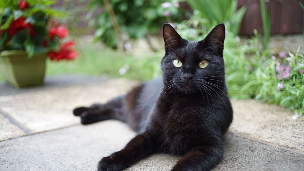 32 best cat breeds for hot climates | PetsRadar