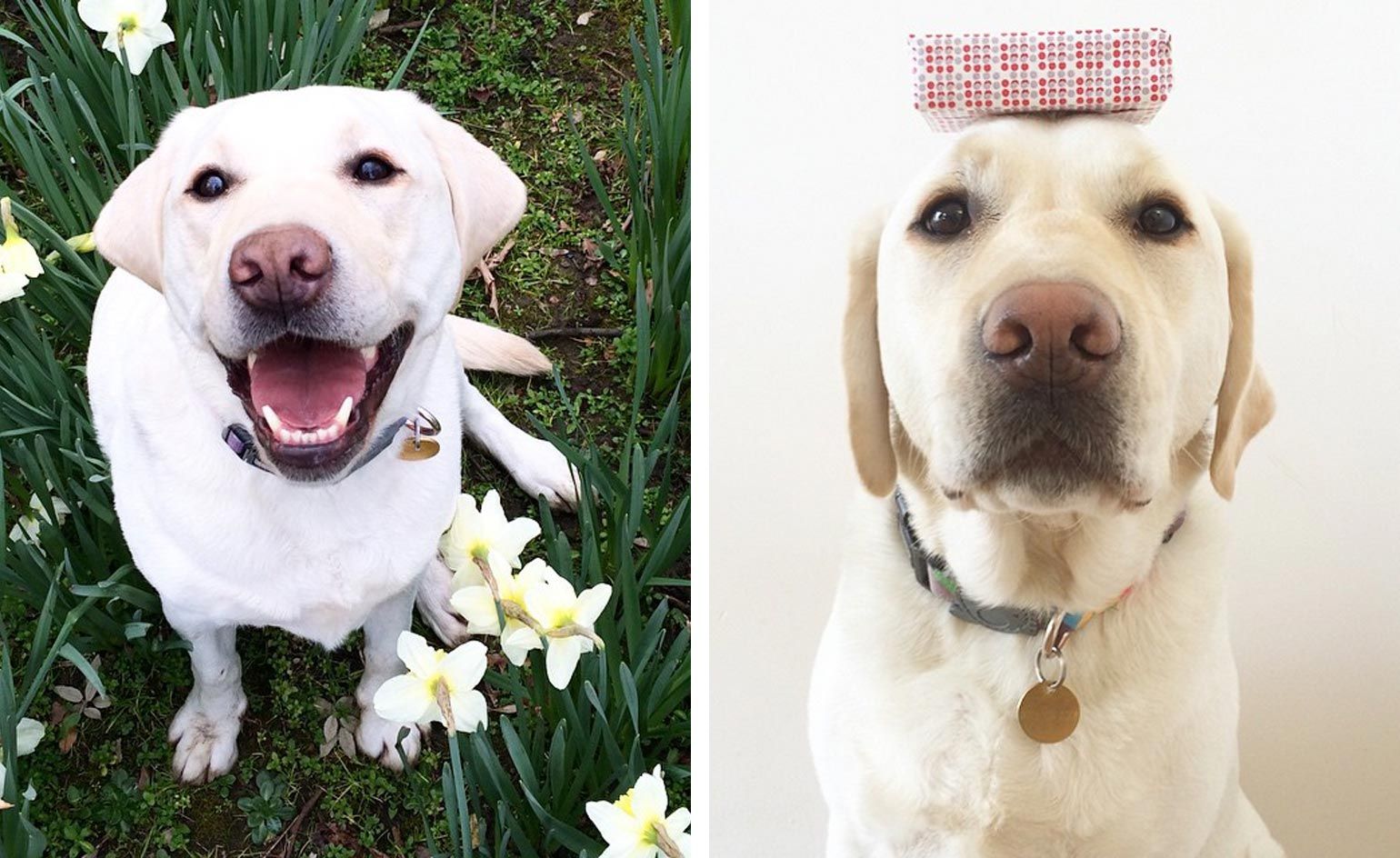 Doggy style: the most stylish dogs of Instagram | Wallpaper