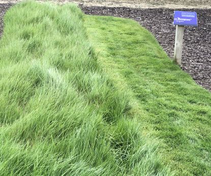 17 Grass Alternatives That Are Easy to Maintain | Livingetc