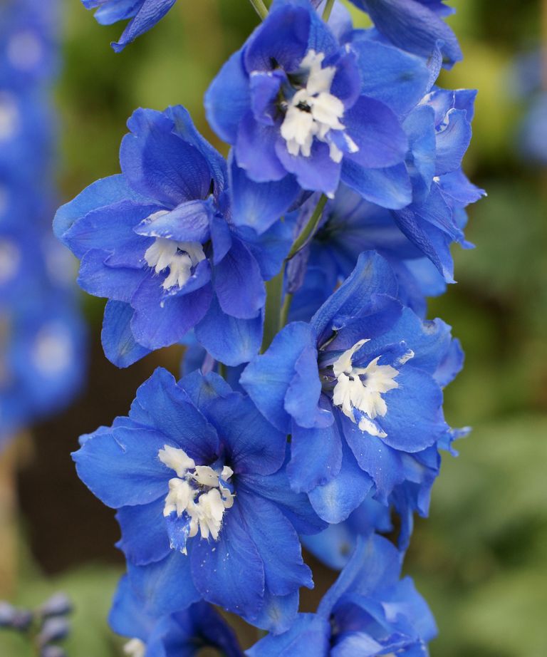 Types of delphiniums: 14 beautiful varieties for your yard | Homes and ...