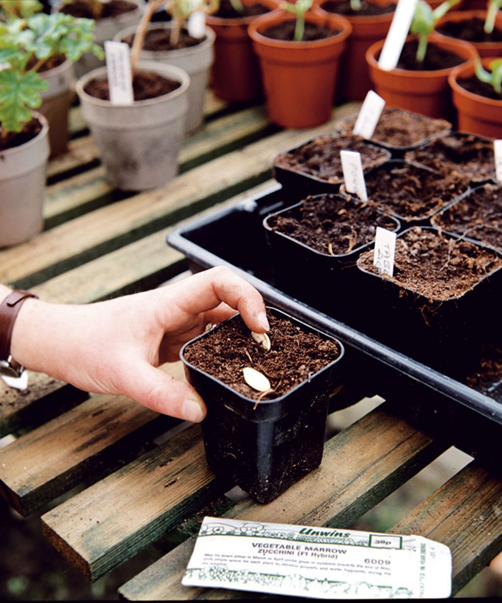Seed sowing mistakes: 8 common errors to avoid | Homes and Gardens