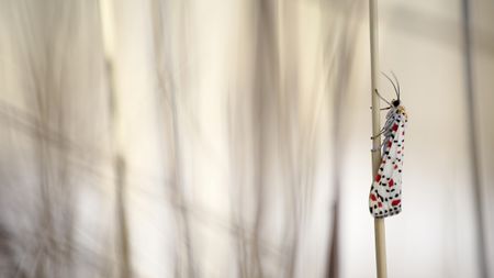 Craft your own cyanotypes at home with this quick and easy setup ...