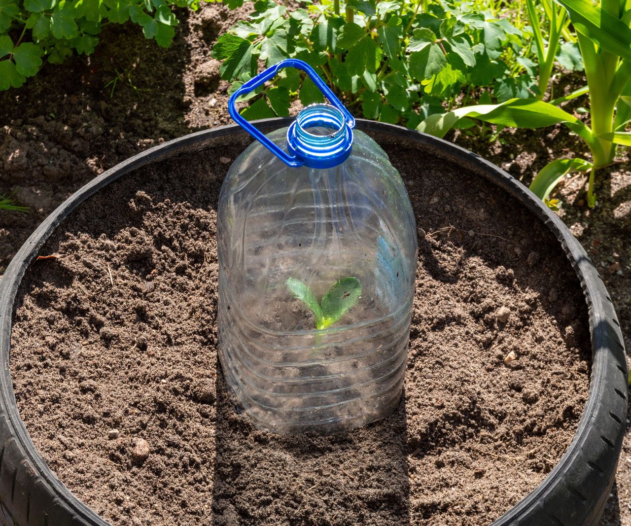 How to reuse plastic bottles in a garden: 7 easy projects | Homes and ...