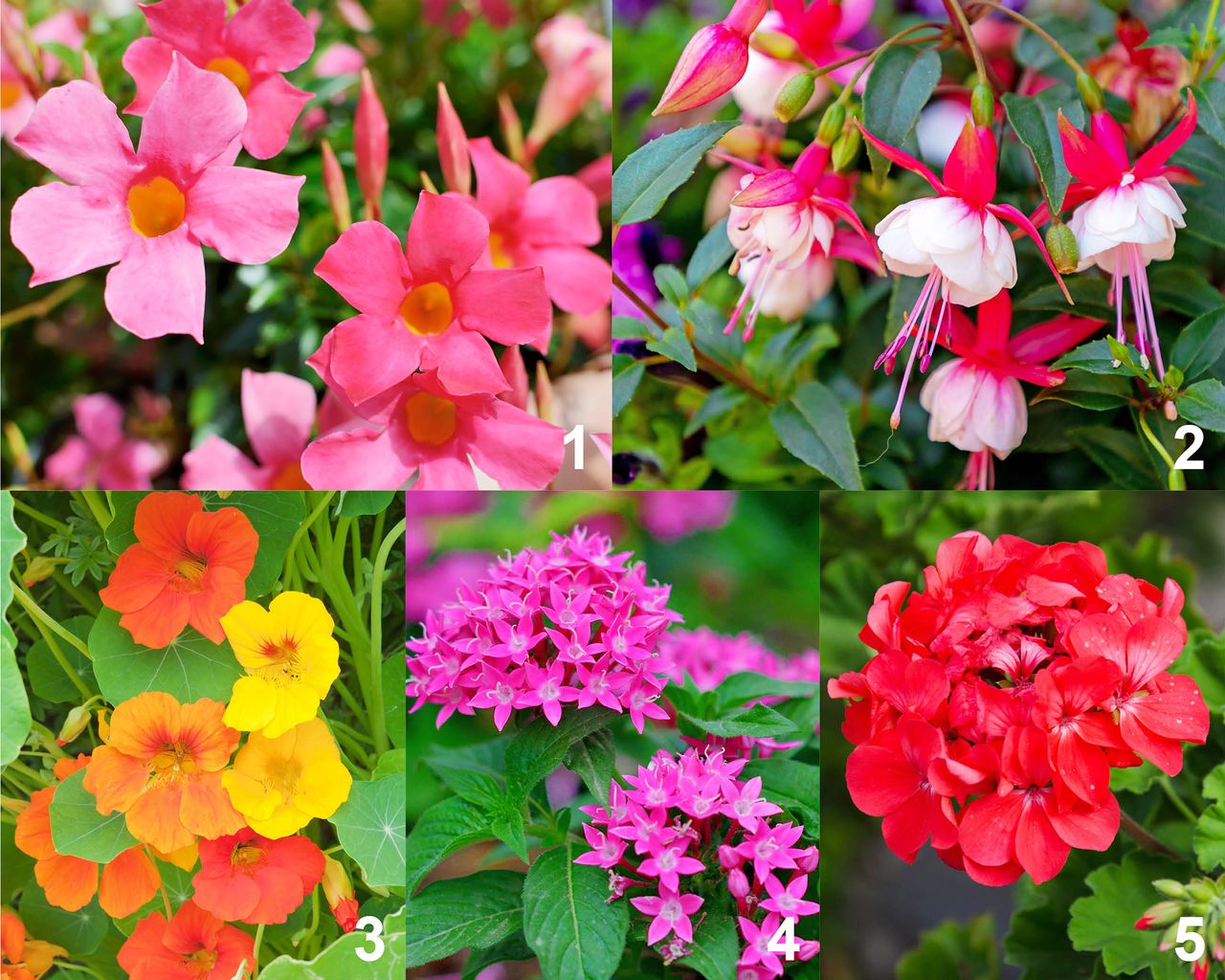 Plant Combination Ideas To Attract Hummingbirds | Gardening Know How