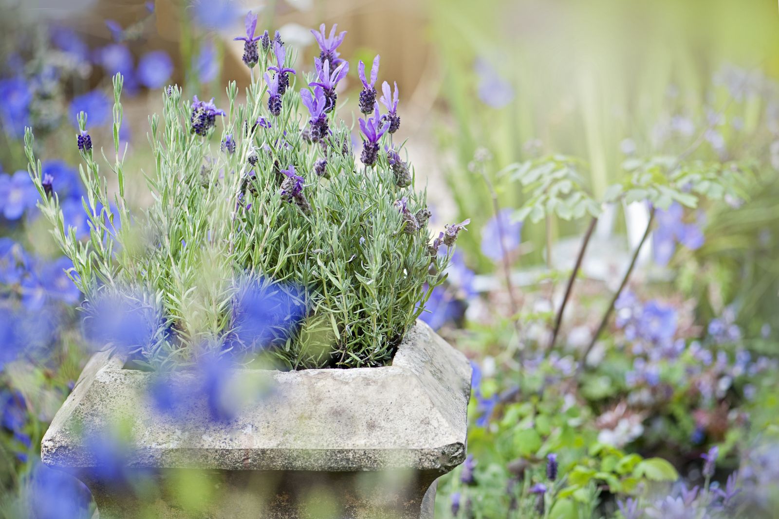 Planting Lavender In Containers — How to Grow in Pots Better | Livingetc