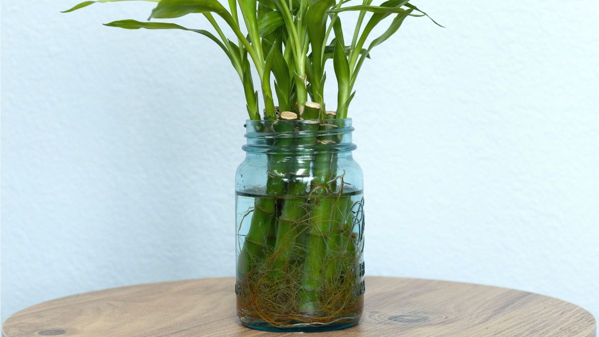 How to grow bamboo from cuttings in water: 3 simple steps | Homes and ...