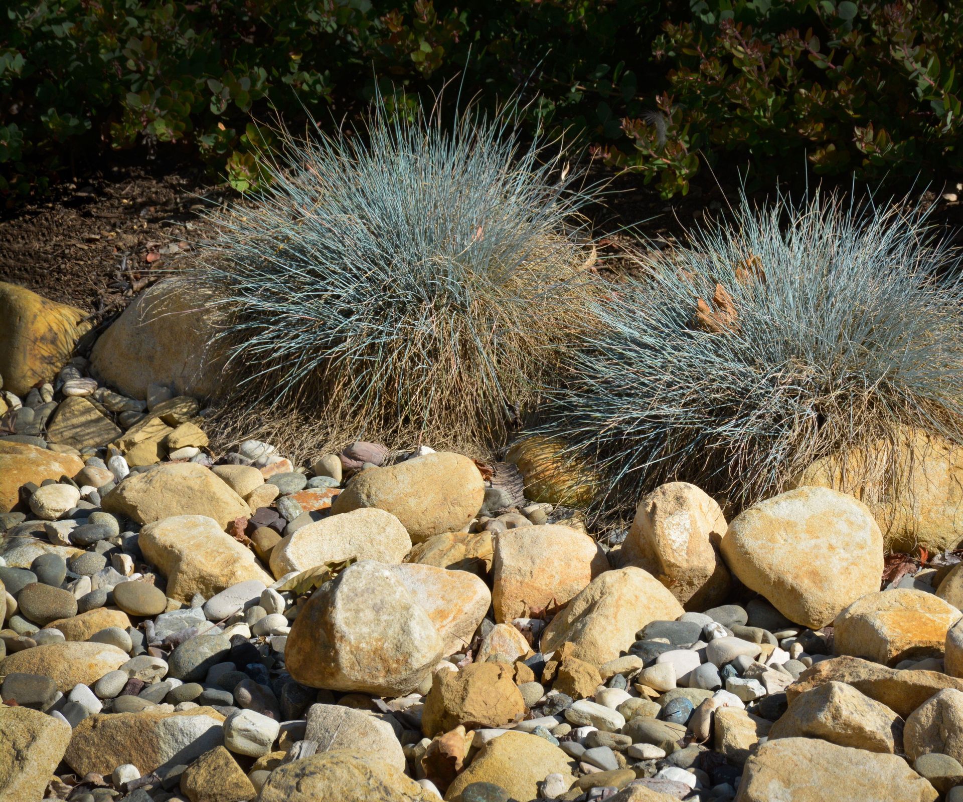 How to care for native grasses | Homes and Gardens