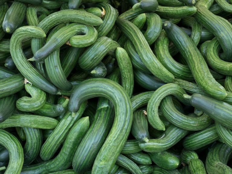 Curly Cucumber Fruit: Reasons For Deformed Cucumbers On Vine ...