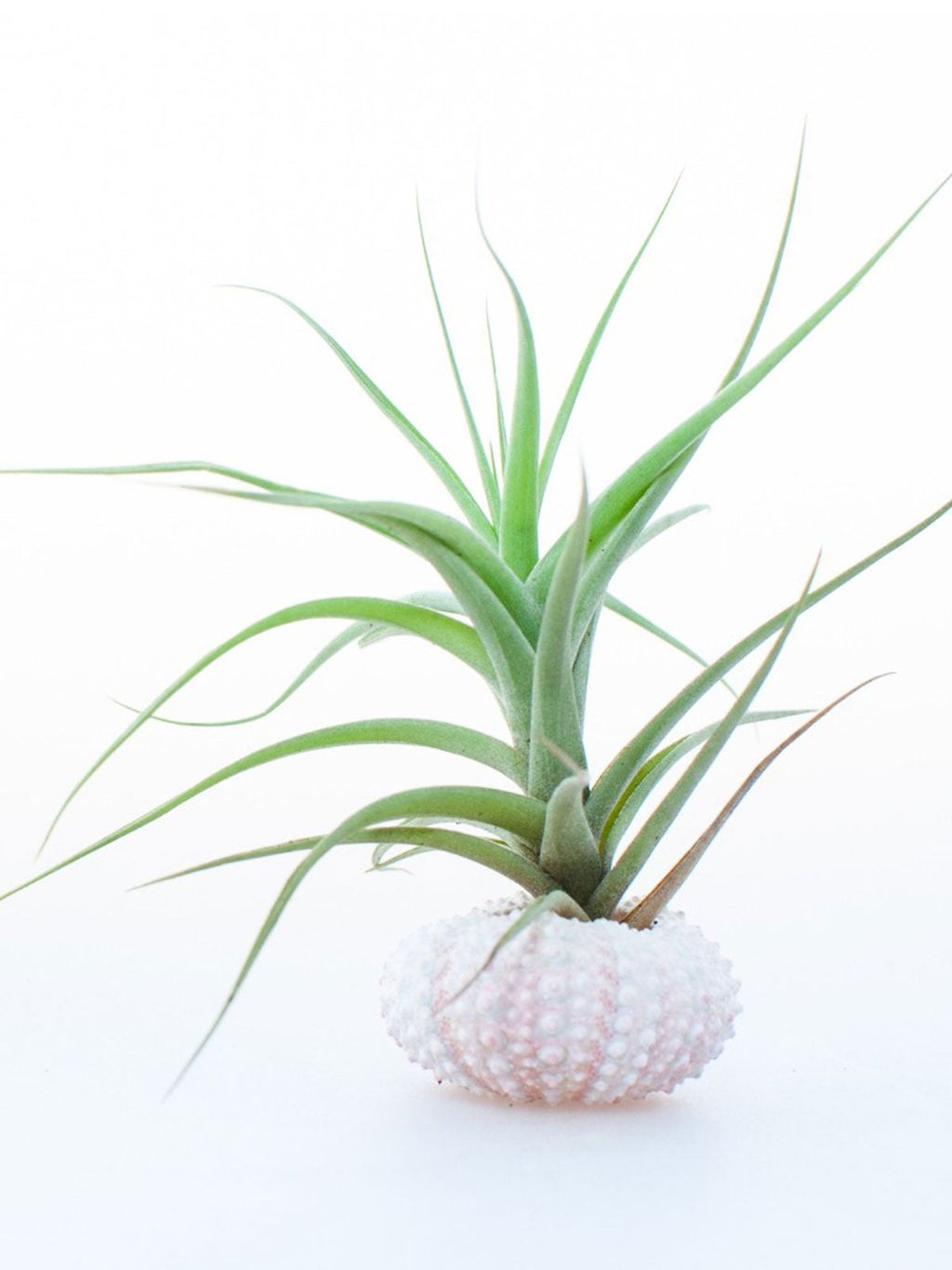 Why Is My Air Plant Rotting: How To Stop Air Plant Rot | Gardening Know How