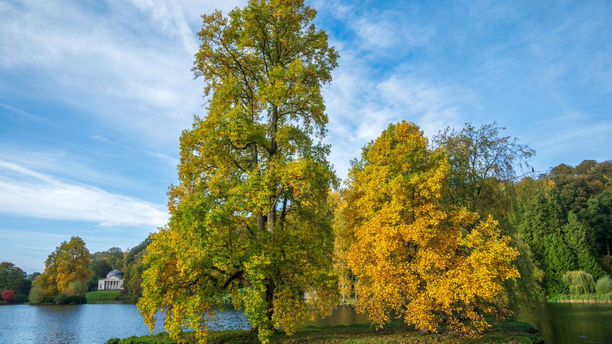 Tulip Tree Care Guide: Expert Advice For Healthy Trees | Gardening Know How