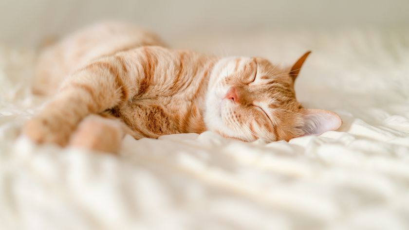 How do cats squeeze through small spaces? | Live Science