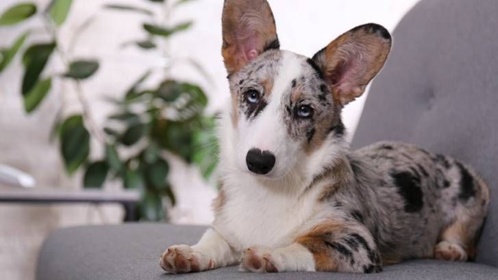 Merle dog breeds with dappled coats | PetsRadar