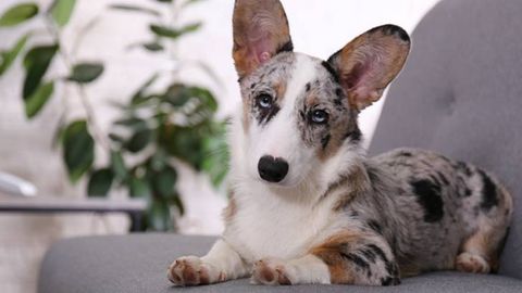 Merle dog breeds with dappled coats | PetsRadar