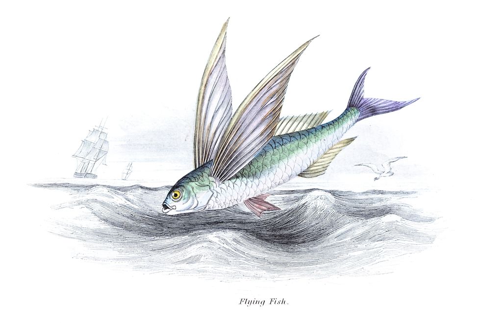 Flying fish: Real fish, but not really flying | Live Science
