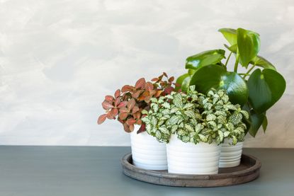 8 Small Indoor Plants that Won't Overwhelm Tiny Spaces — "You Can Add ...