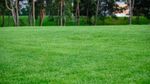 Scarifying vs dethatching: experts explain the differences | Homes and ...