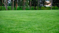 How to spot red thread lawn disease and combat the problem | Homes and ...