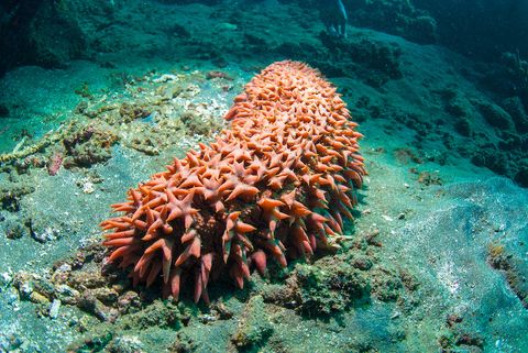 What Is a Sea Cucumber? | Live Science