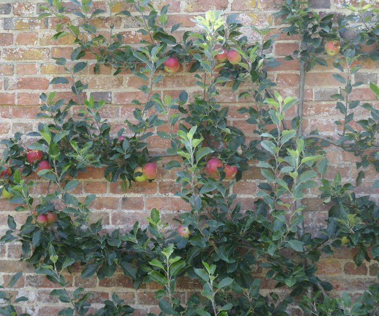 Pruning espalier apple trees: how and when to do it | Homes and Gardens