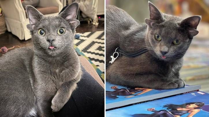 Meet Midas the four-eared cat that is taking Instagram by storm | PetsRadar