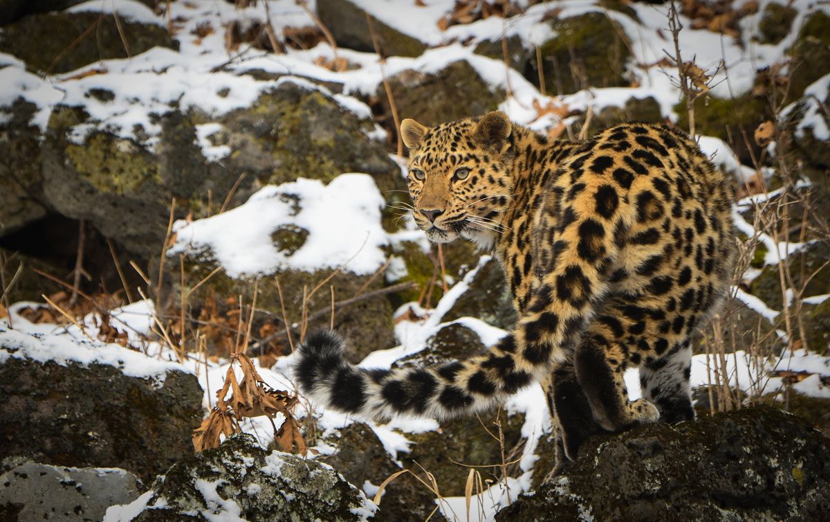 Remembering Leopards reveals results of conservation photo competition ...