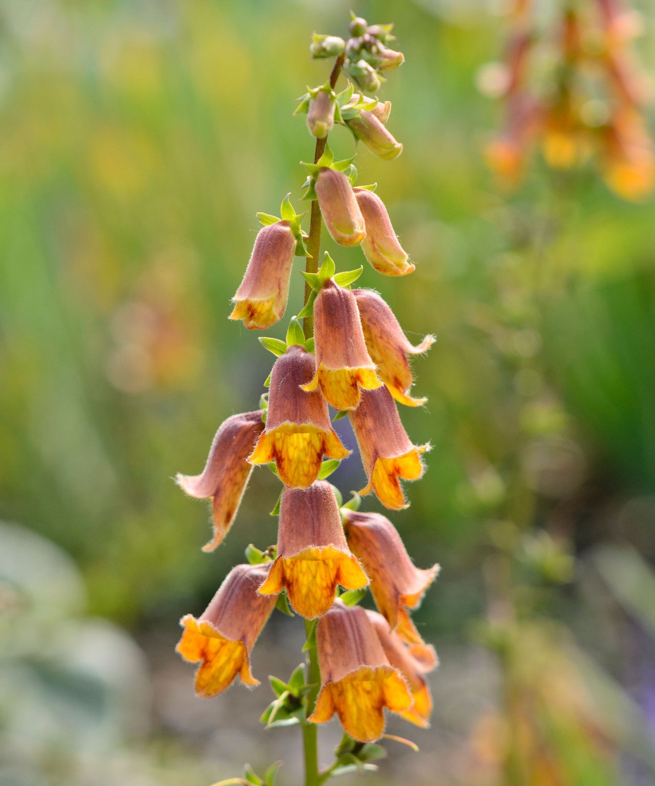 Foxglove varieties: 16 options for summer borders | Homes and Gardens