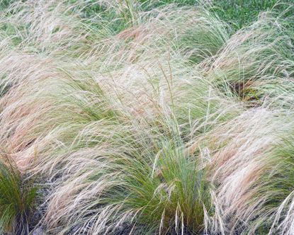 Coastal plants: 10 best choices for gardens near the ocean | Homes and ...