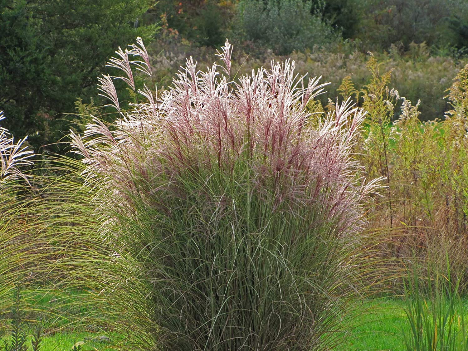 Ornamental grasses: the best types and how to grow them | Real Homes