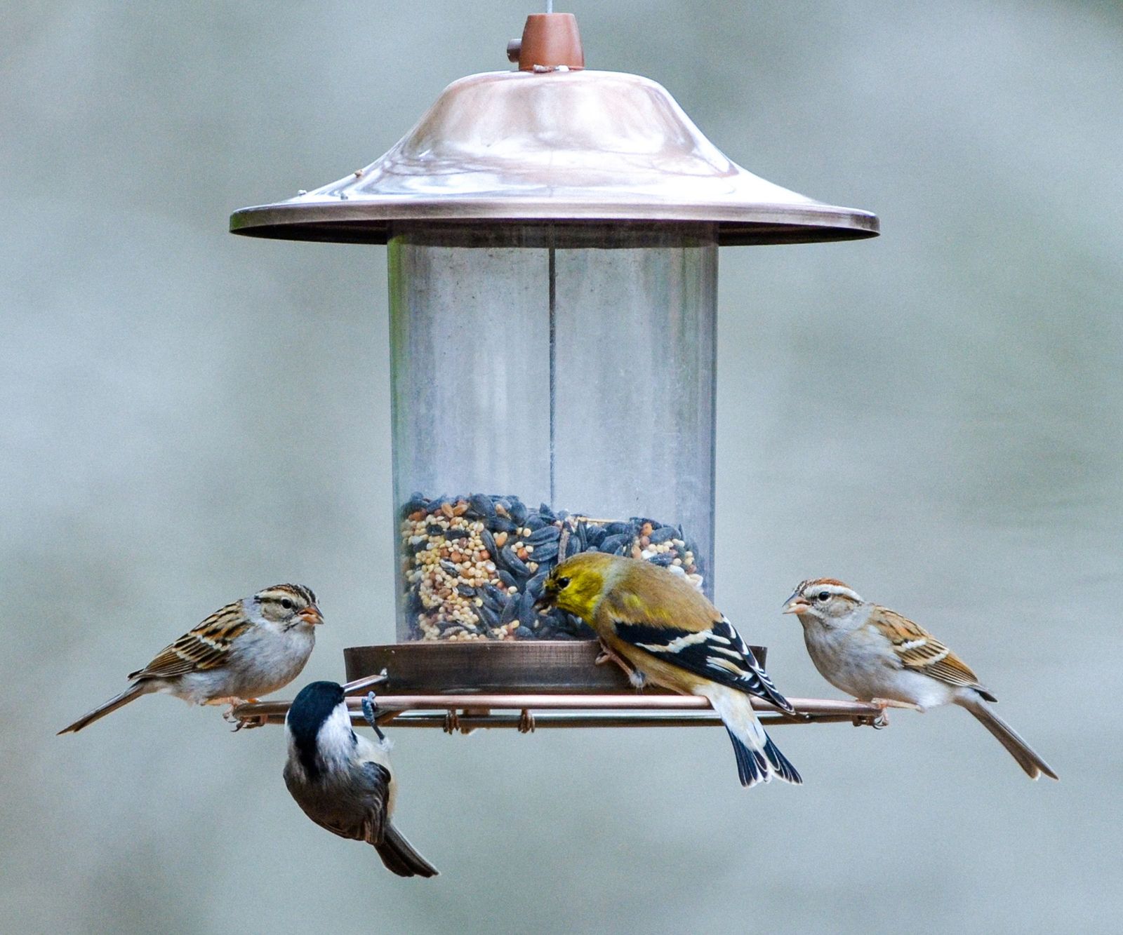 How to find a bird feeder that limits infection | Homes and Gardens