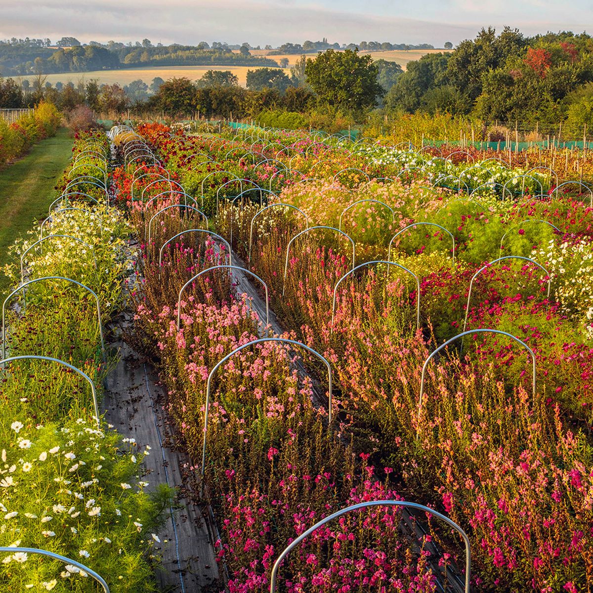 How to start your own cutting garden, by three of Britain's most ...