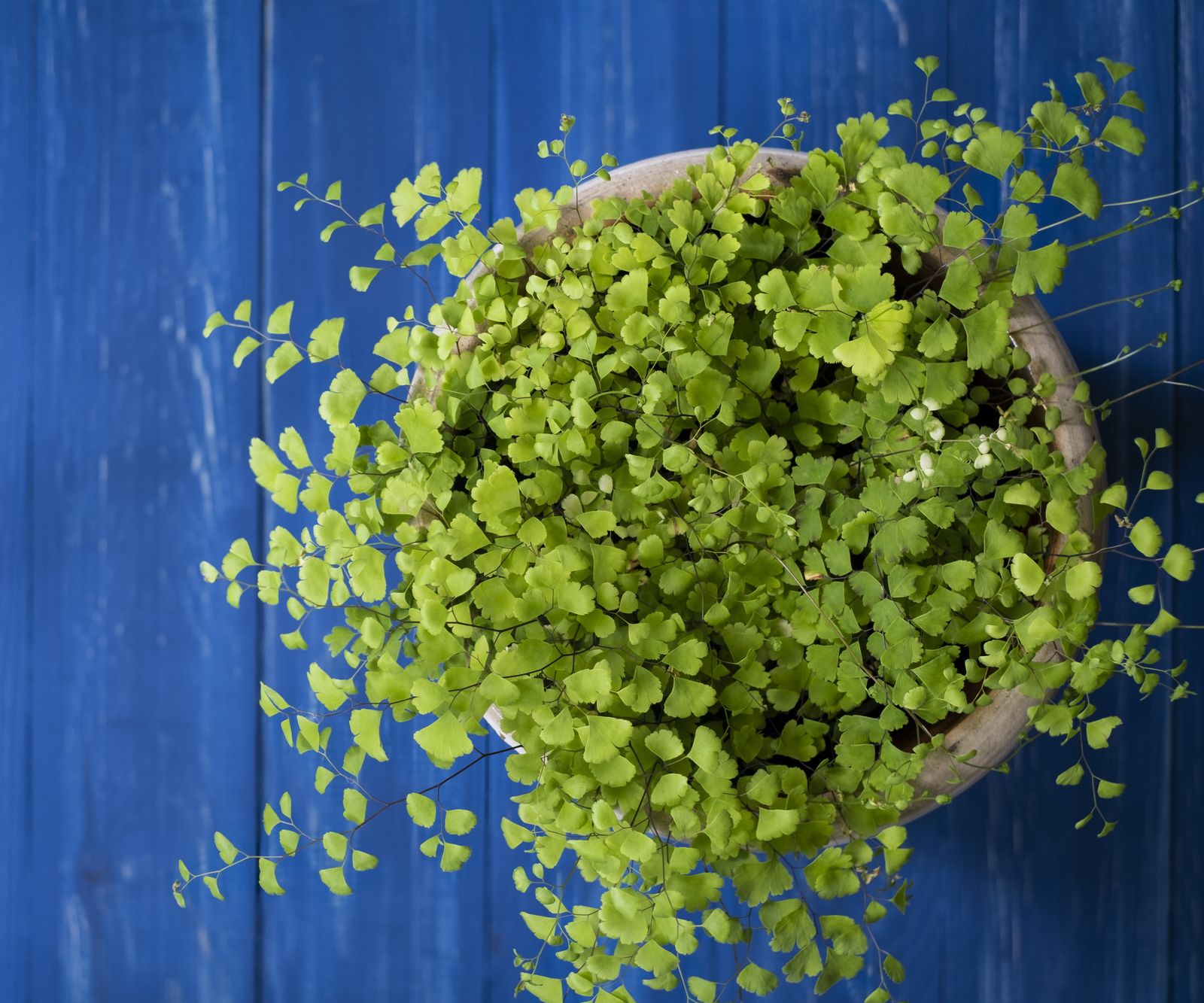 Best ferns to grow indoors: 5 expert picks | Homes and Gardens