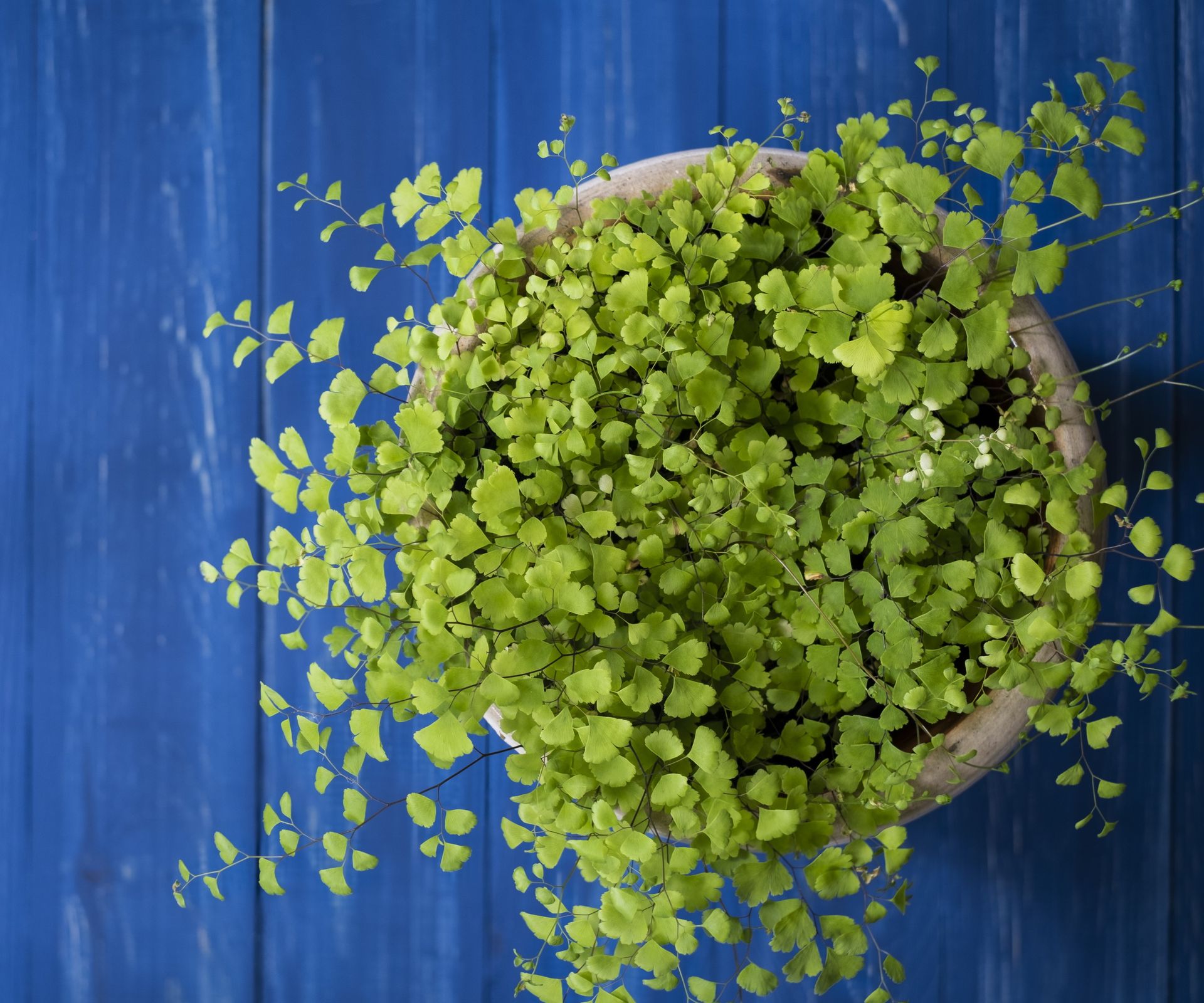 Best ferns to grow indoors: 5 expert picks | Homes and Gardens