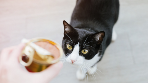 The best cat food for senior cats 2025 that will keep your older feline ...