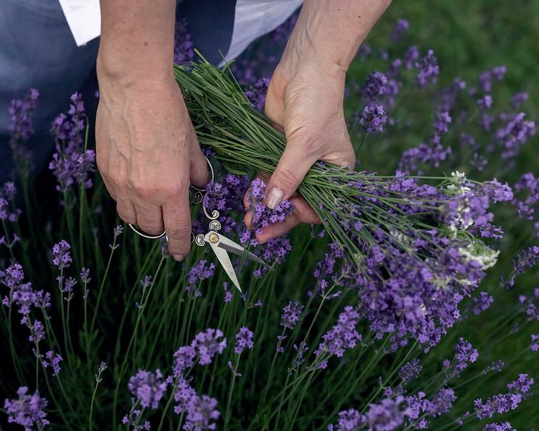 Pruning lavender in 3 simple steps | Gardeningetc