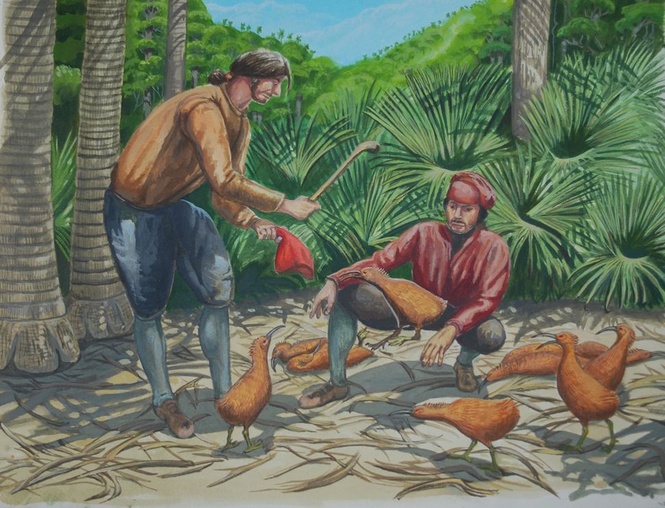 In Images: Wacky Animals That Lived on Mauritius | Live Science