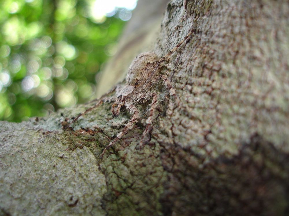 'Base Jumping' Spider Soars from Rainforest Treetops | Live Science