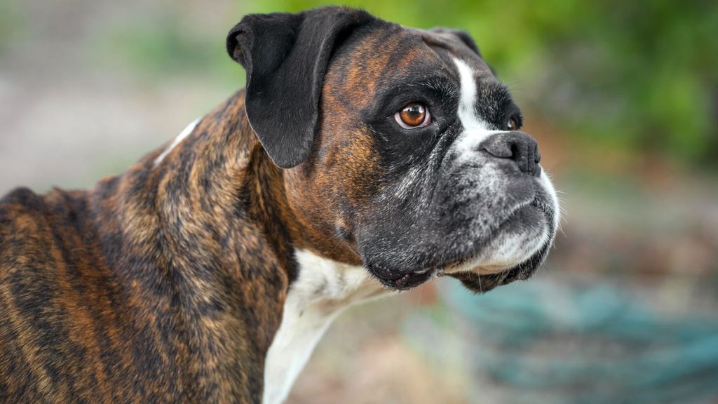 Brindle dog breeds with distinctive tiger-striped markings | PetsRadar