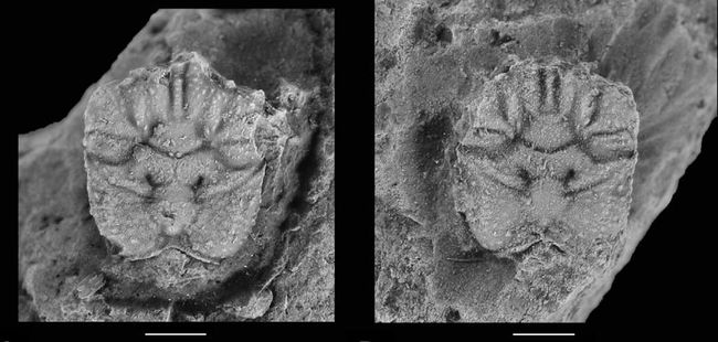 Image Gallery: Tiny Crustaceans Found in Fossil Reef | Live Science