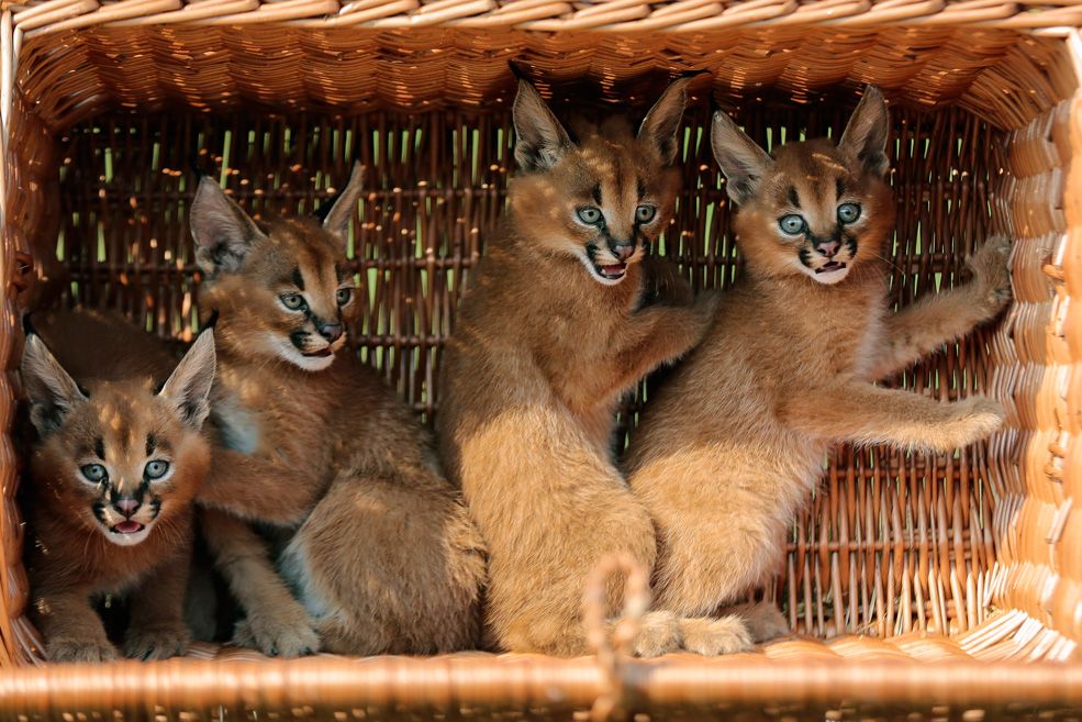 Meet the cutest zoo animals born in 2013 | The Week