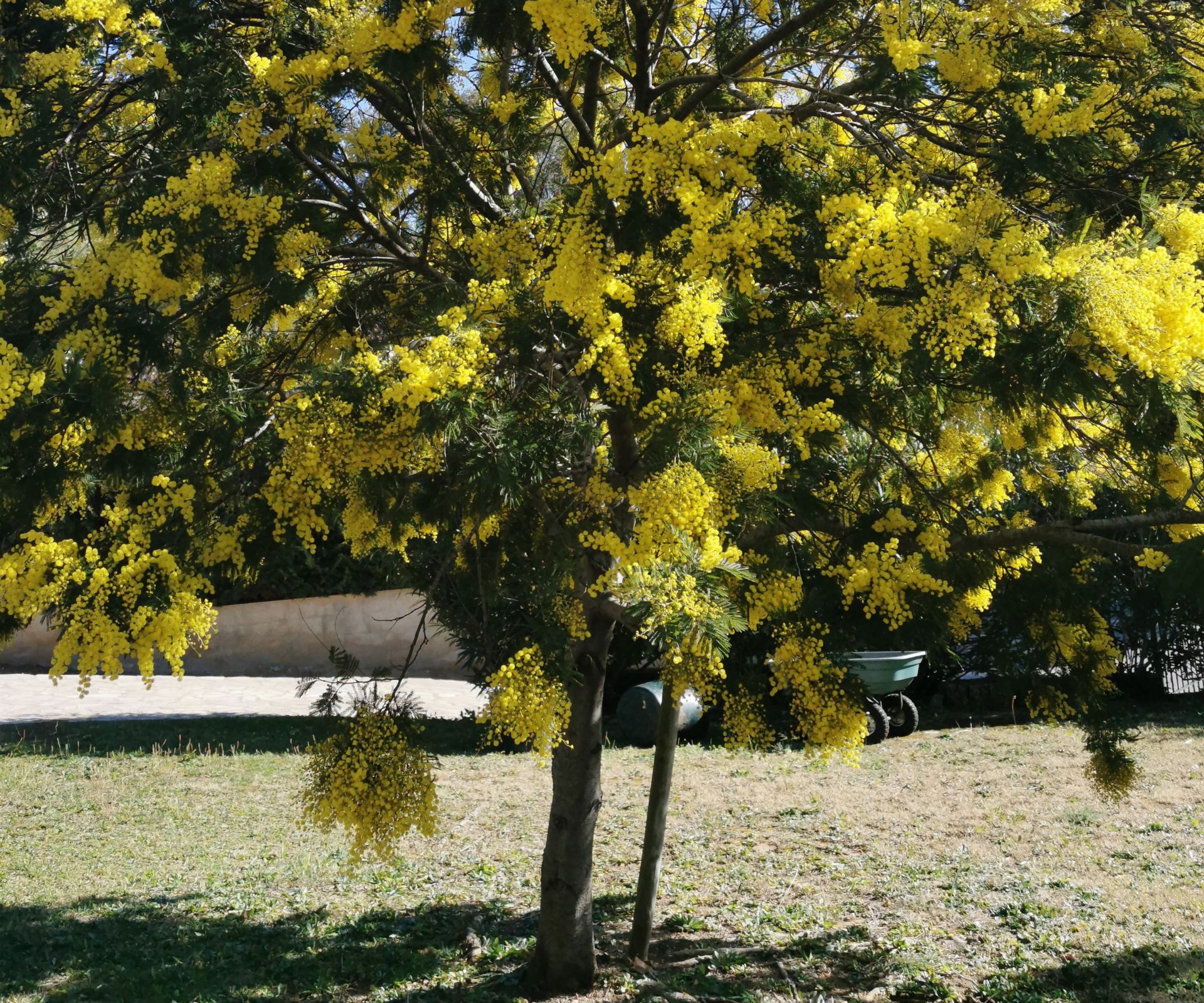 How to prune mimosa: expert maintenance advice | Homes and Gardens