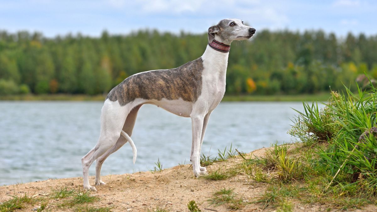 Greyhound vs whippet: Breed comparison | PetsRadar
