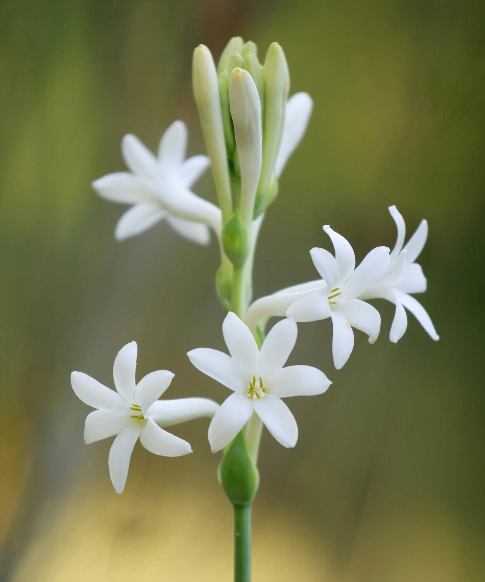 How to grow tuberose: for fragrant blooms through the summer season ...