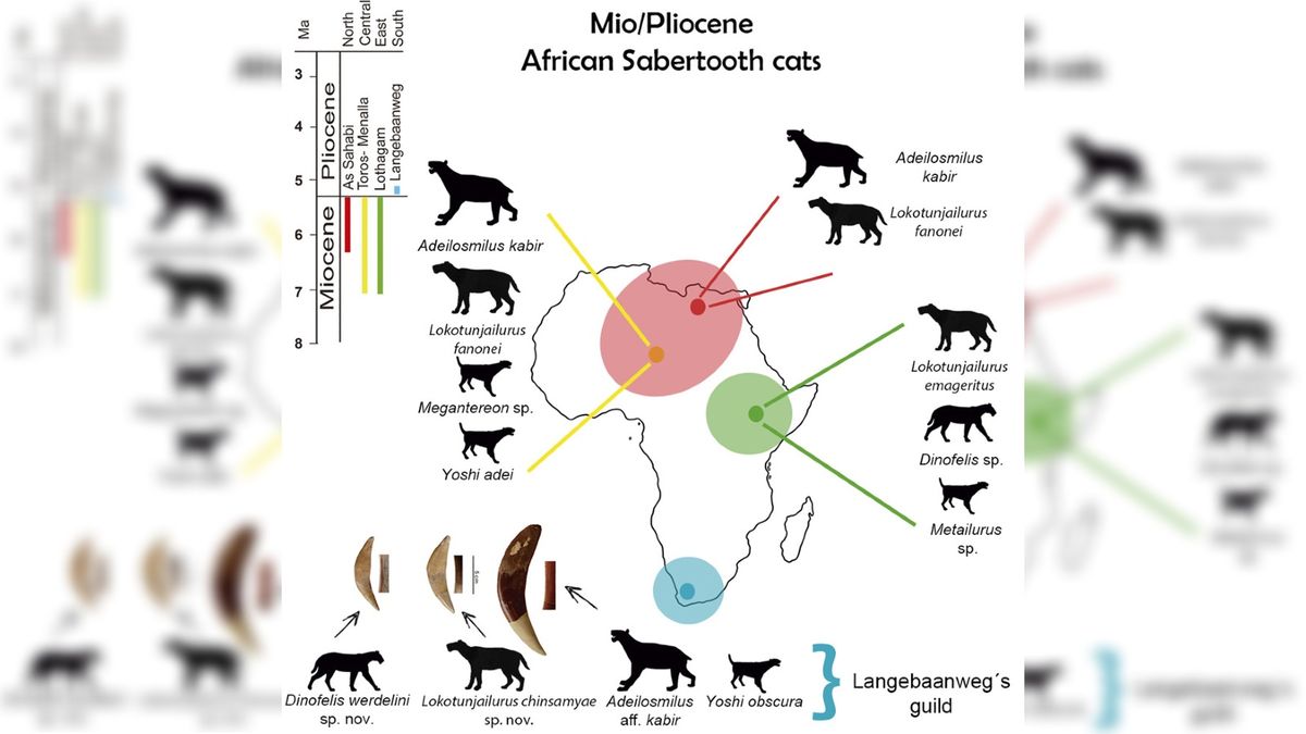 5 million-year-old fossils reveal 2 new species of saber-toothed cats ...
