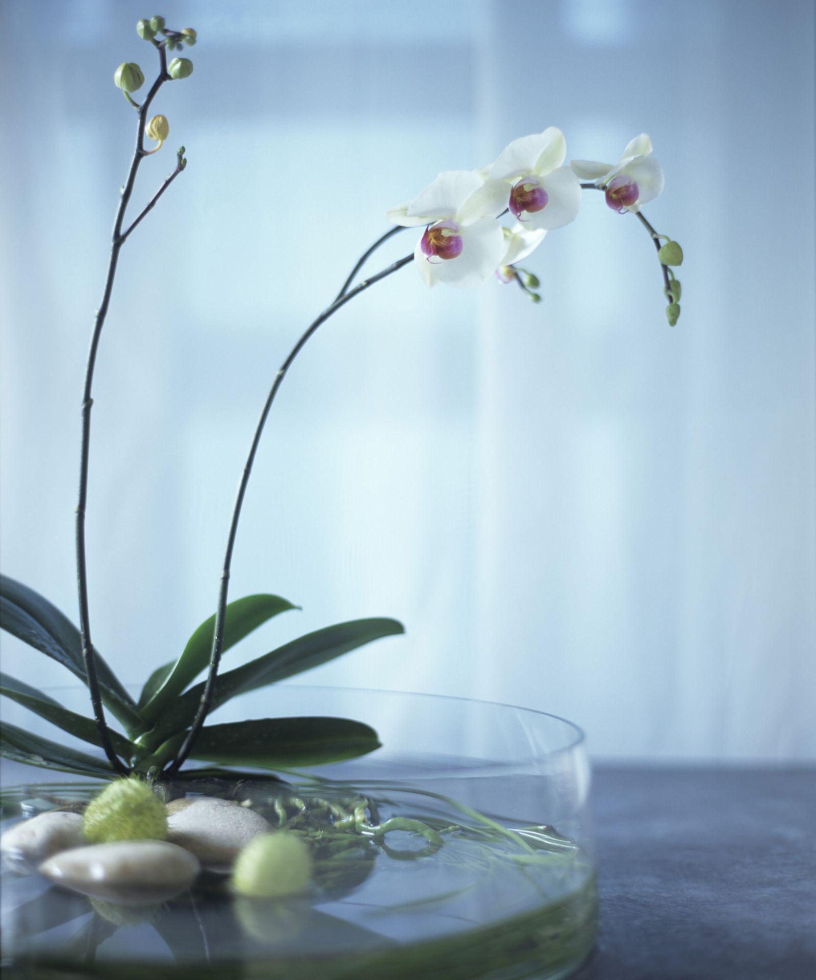 Growing Orchids In Water: An Easy Step-By-Step Guide | Gardening Know How