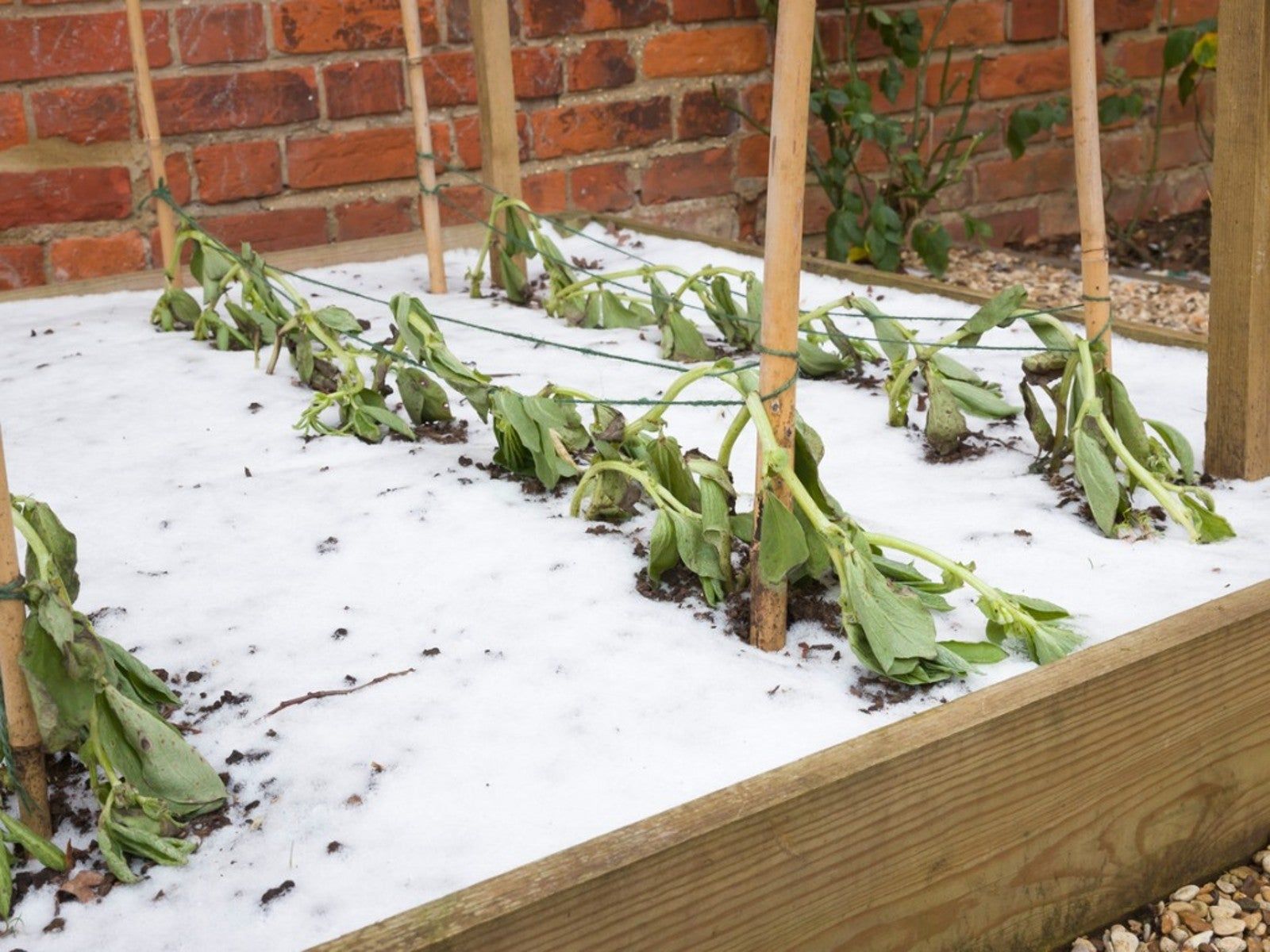 Using A Wall Of Water Plant Protector For Cold Weather | Gardening Know How