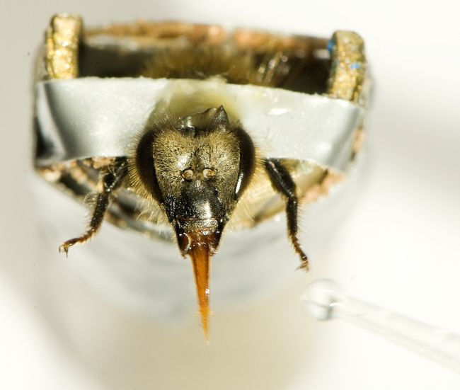 Bees' Salt-Sensing Feet Explain Swimming Pool Mystery | Live Science