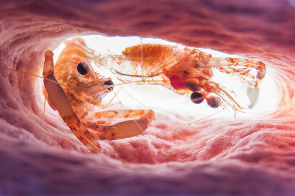 Gallery: Jaw-Dropping Images of Life Under the Sea | Live Science