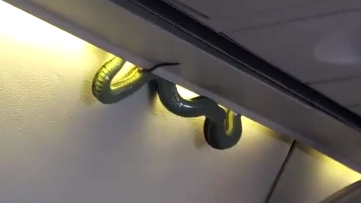 Passengers find a real snake on a plane | The Week